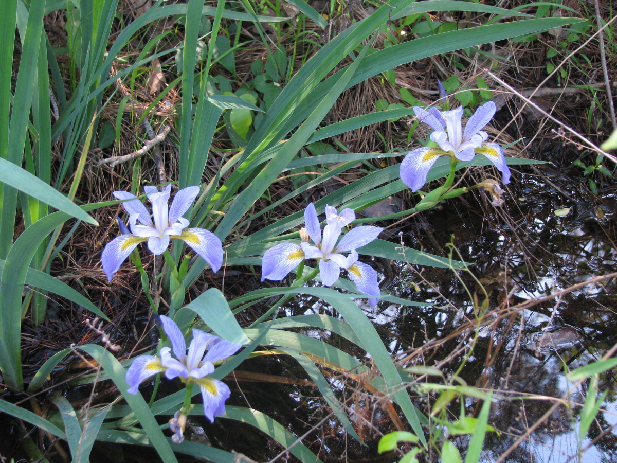 Saving Native and Other Plant Seeds - HubPages