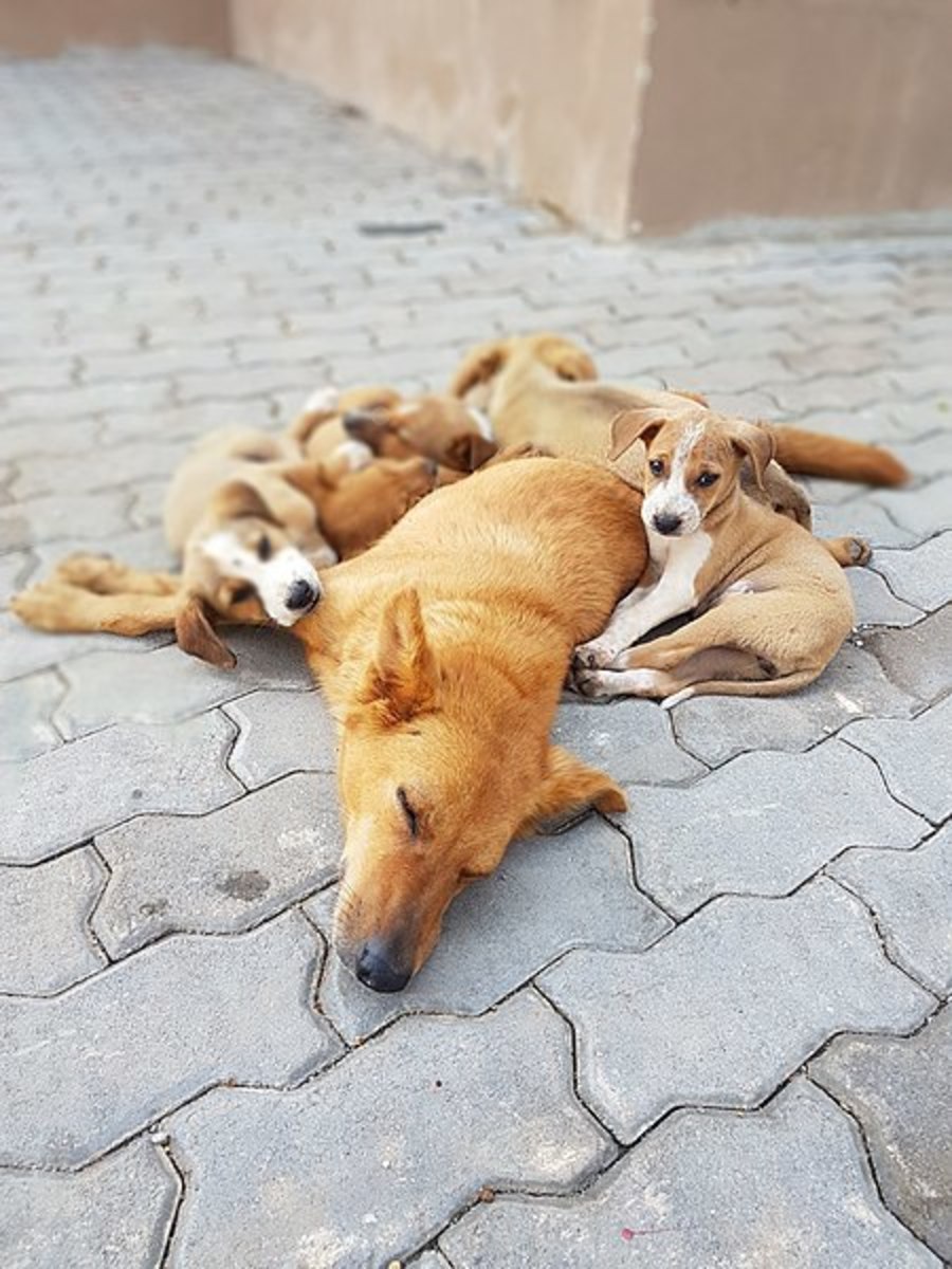 Dog Behavior: Eating Poop and Why it Matters - HubPages