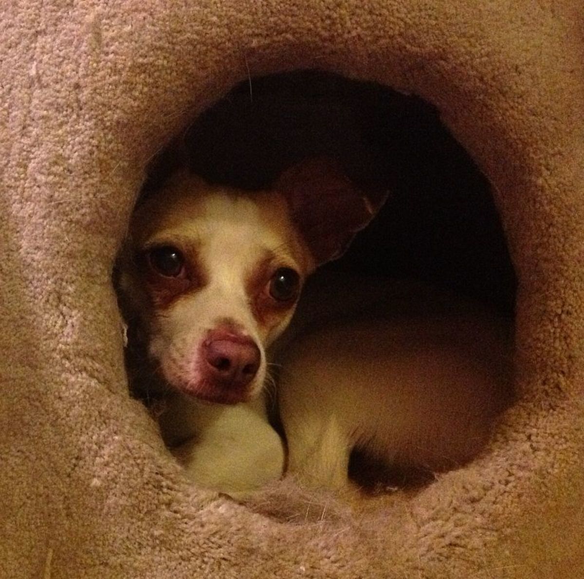 Dog Behavior: Eating Poop and Why it Matters - HubPages