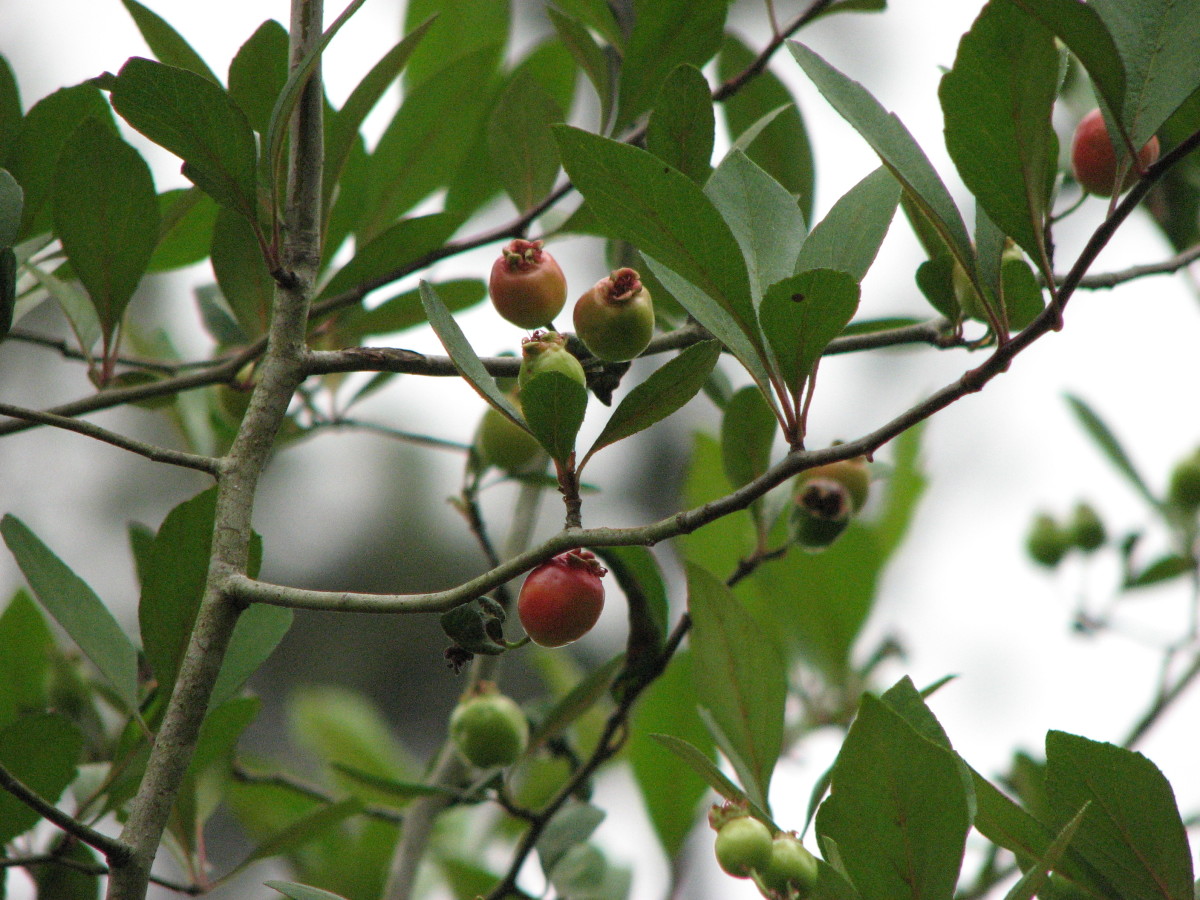 Favorite Wild Fruits - Harvesting and Recipes - HubPages