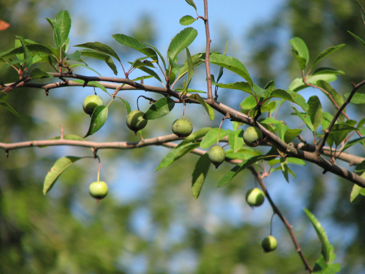 Favorite Wild Fruits - Harvesting and Recipes - HubPages