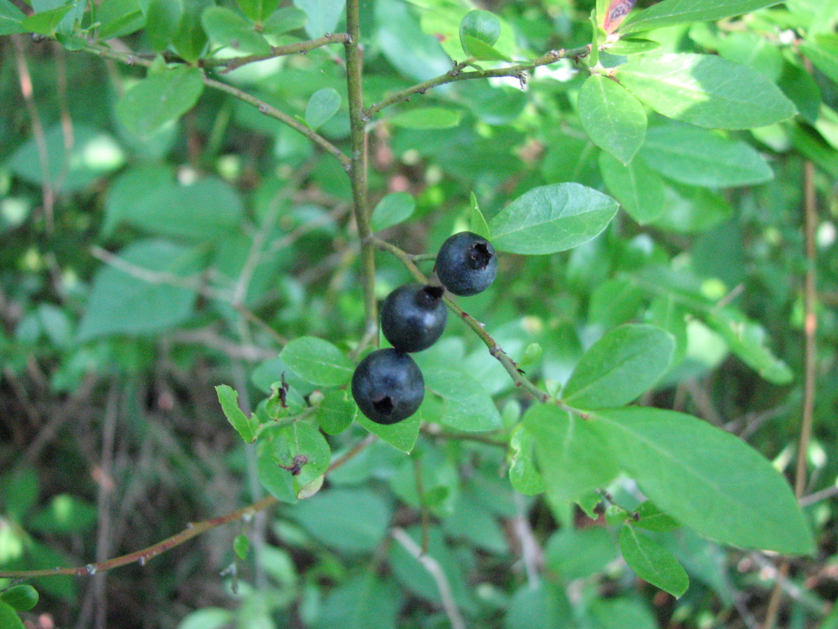 Favorite Wild Fruits - Harvesting and Recipes - HubPages