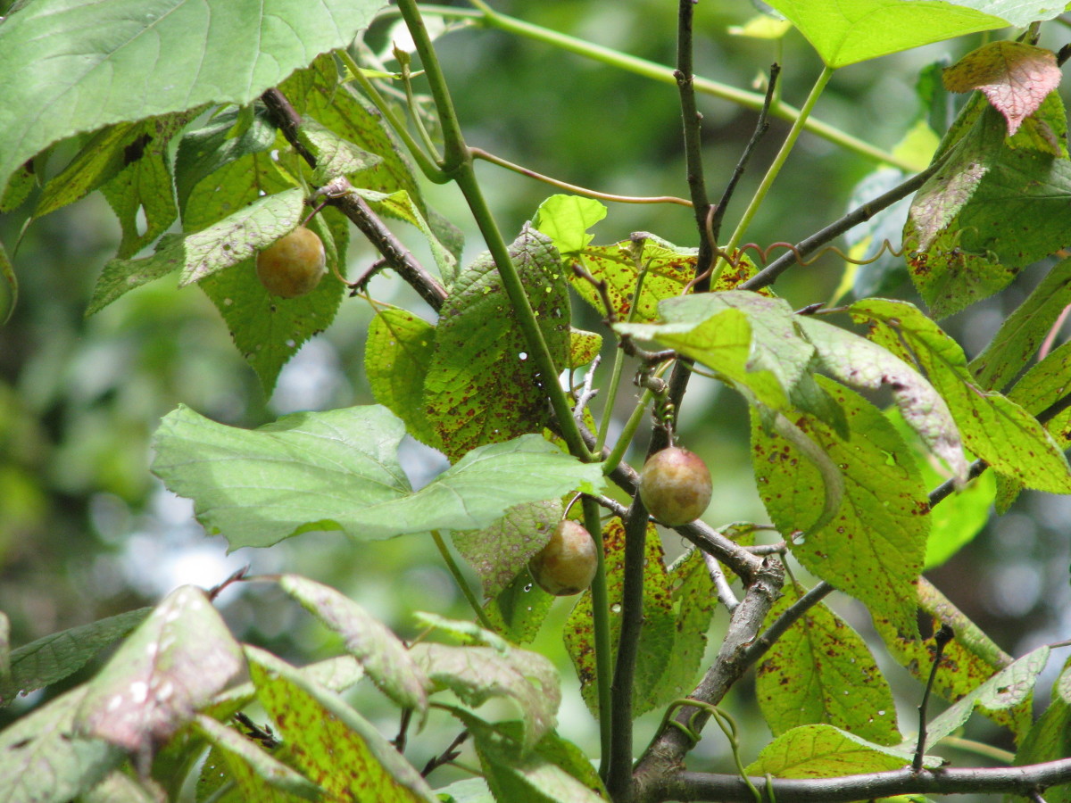 Favorite Wild Fruits - Harvesting and Recipes - HubPages