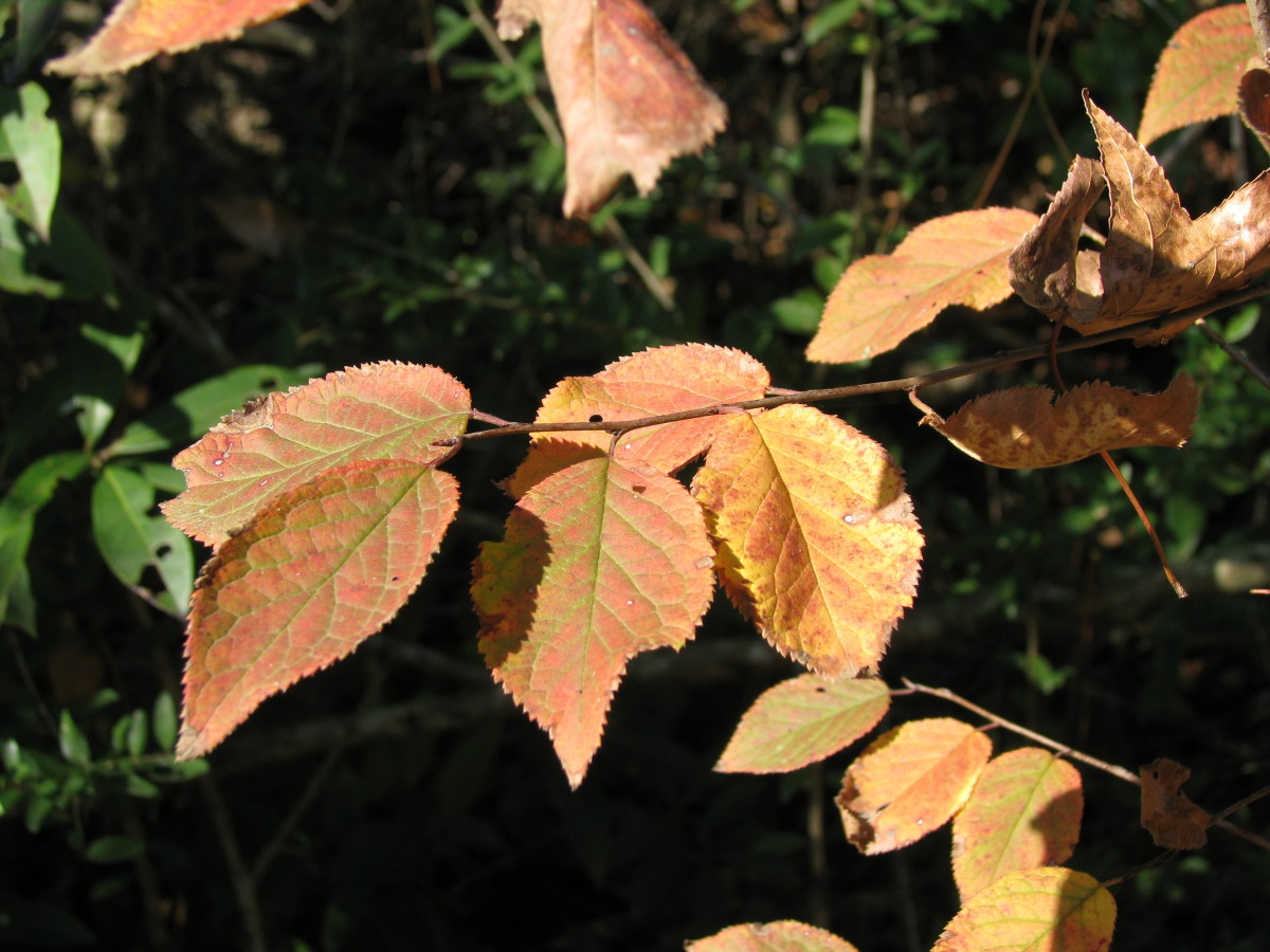 Favorite Wild Fruits - Harvesting and Recipes - HubPages