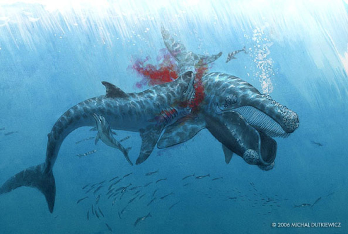 Megalodon Interesting Facts - HubPages
