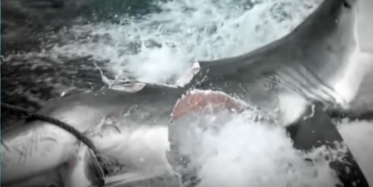Megalodon Interesting Facts - HubPages