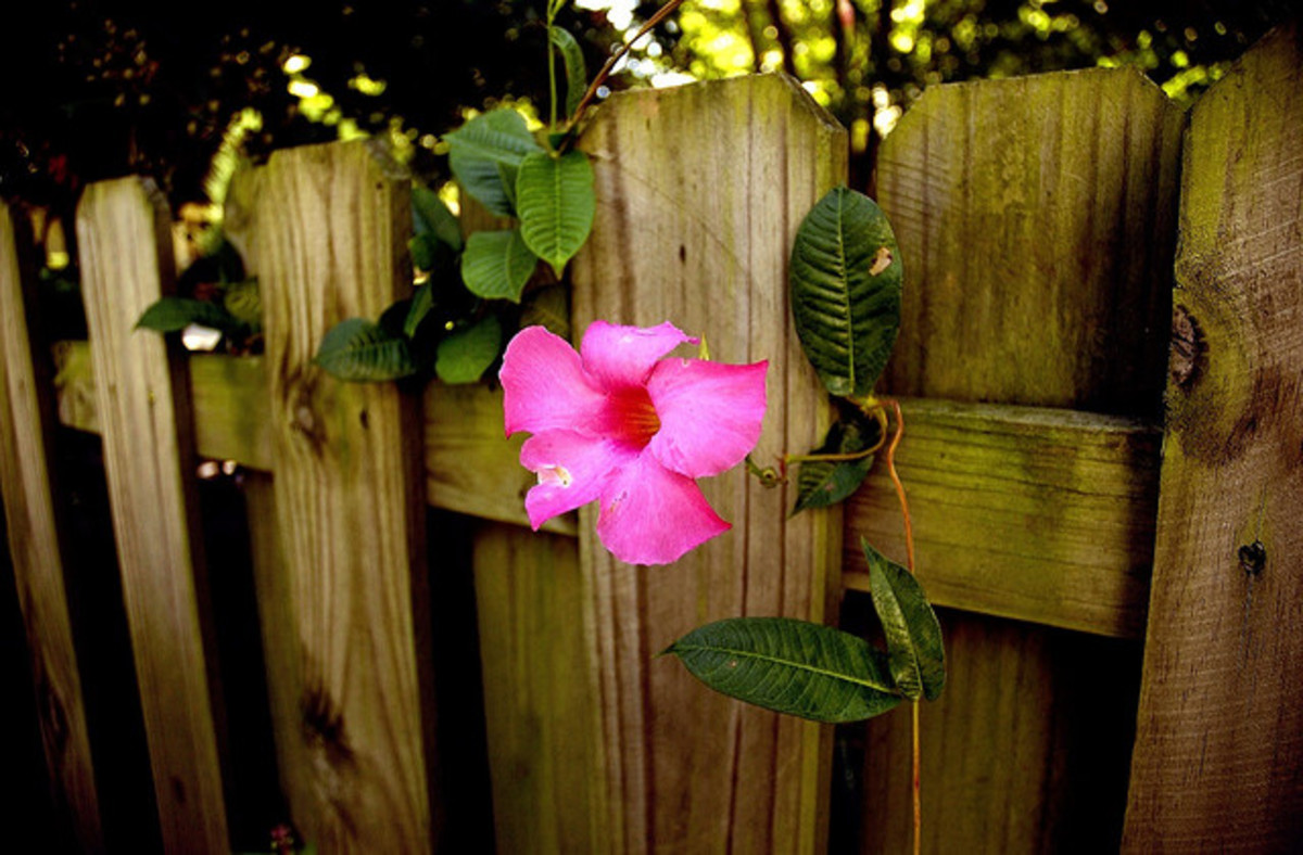 Tips for Being a Good Neighbor - HubPages