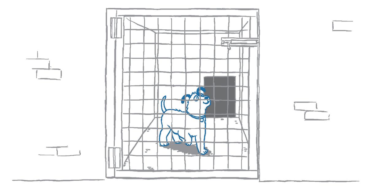 Calm your Dog with a DAP Diffuser, Collar, or Spray From Adaptil - HubPages