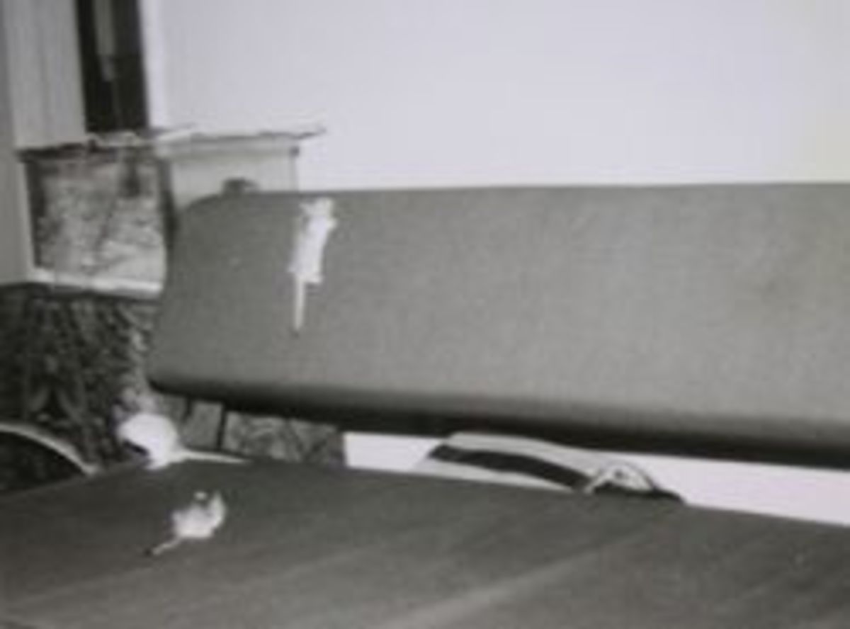 Gerbils Make Enjoyable Pets - HubPages