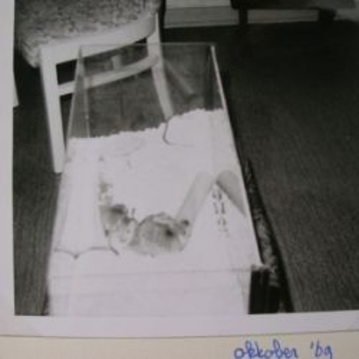 Gerbils Make Enjoyable Pets - HubPages