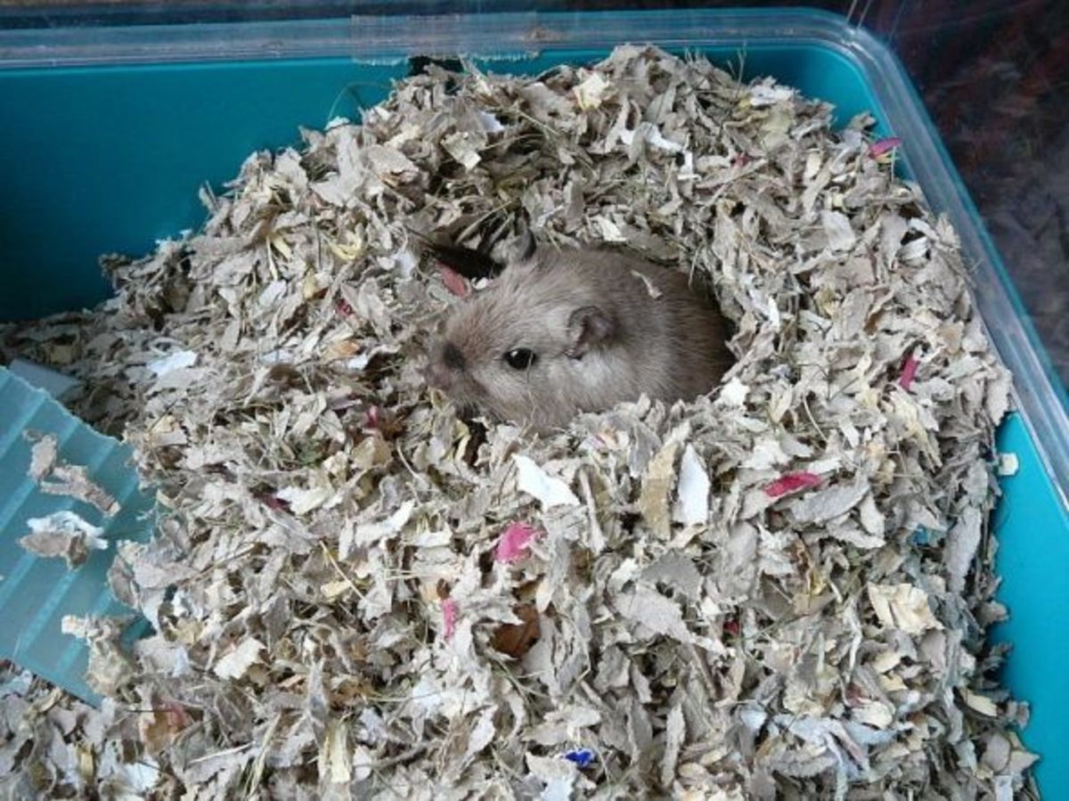 Gerbils Make Enjoyable Pets - HubPages