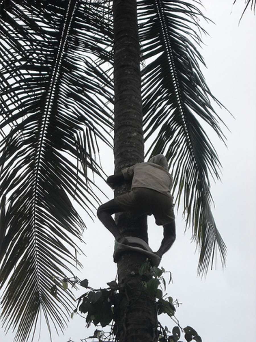 The Coconut Crab - King of the Copra - HubPages