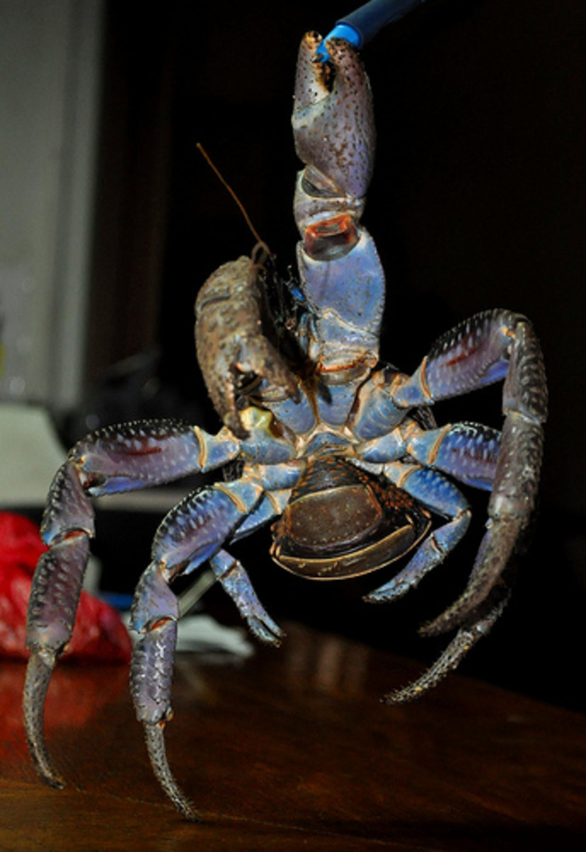 The Coconut Crab - King of the Copra - HubPages