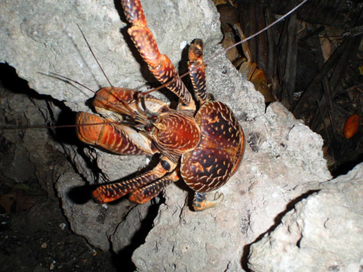 The Coconut Crab - King of the Copra - HubPages