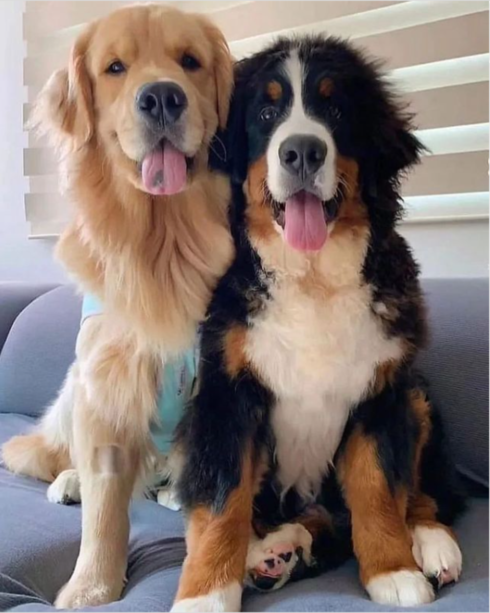 7 Best Companion Dogs for a Bernese Mountain Dog - HubPages