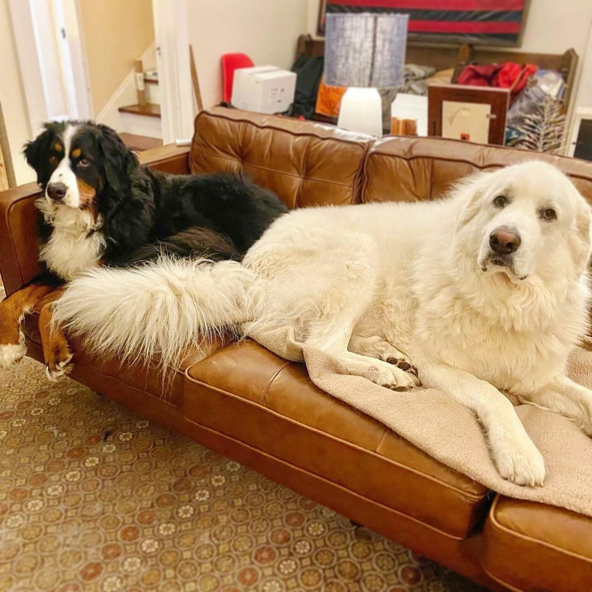 7 Best Companion Dogs for a Bernese Mountain Dog - HubPages