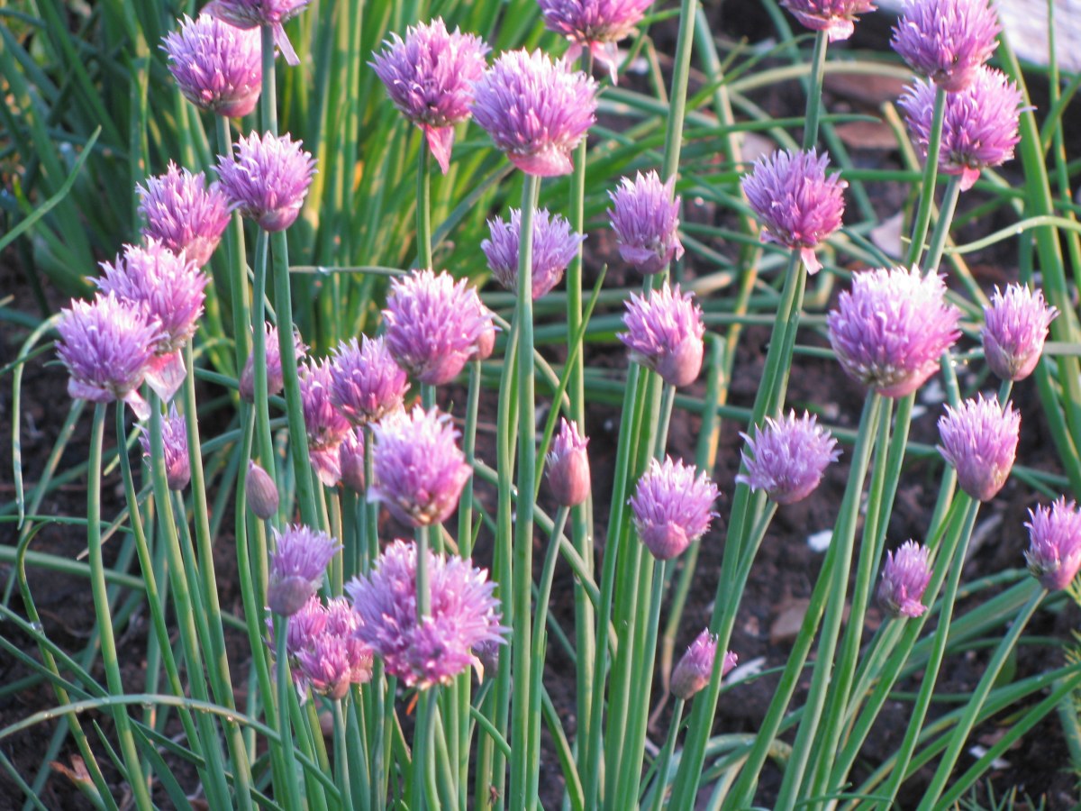 My Home Gardening-Cooking and Preparing Meals With Chives From The ...