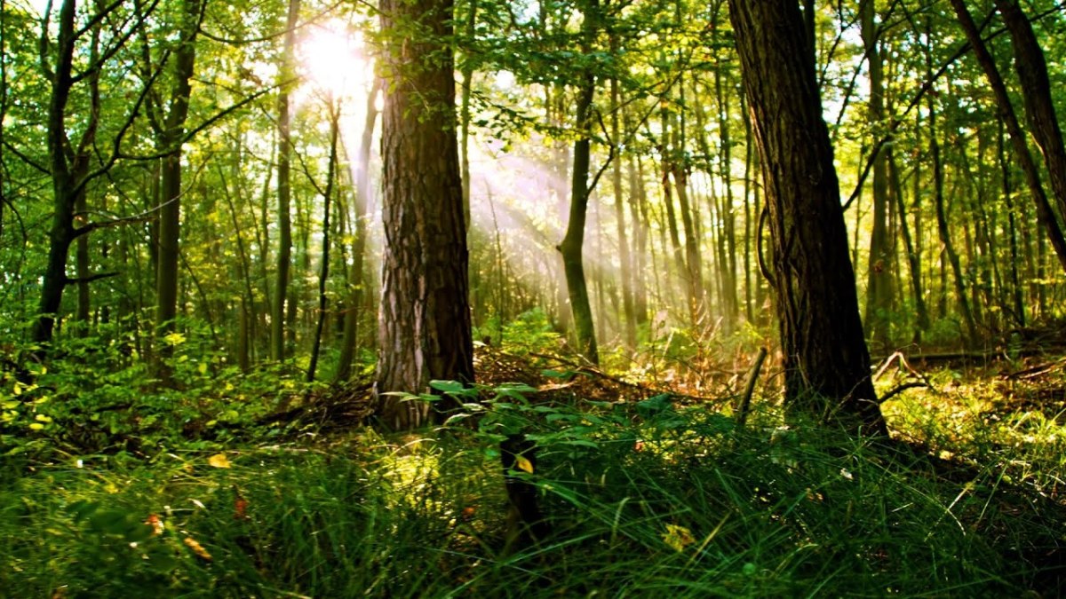 97 Best Songs With "Forest" in the Title - HubPages