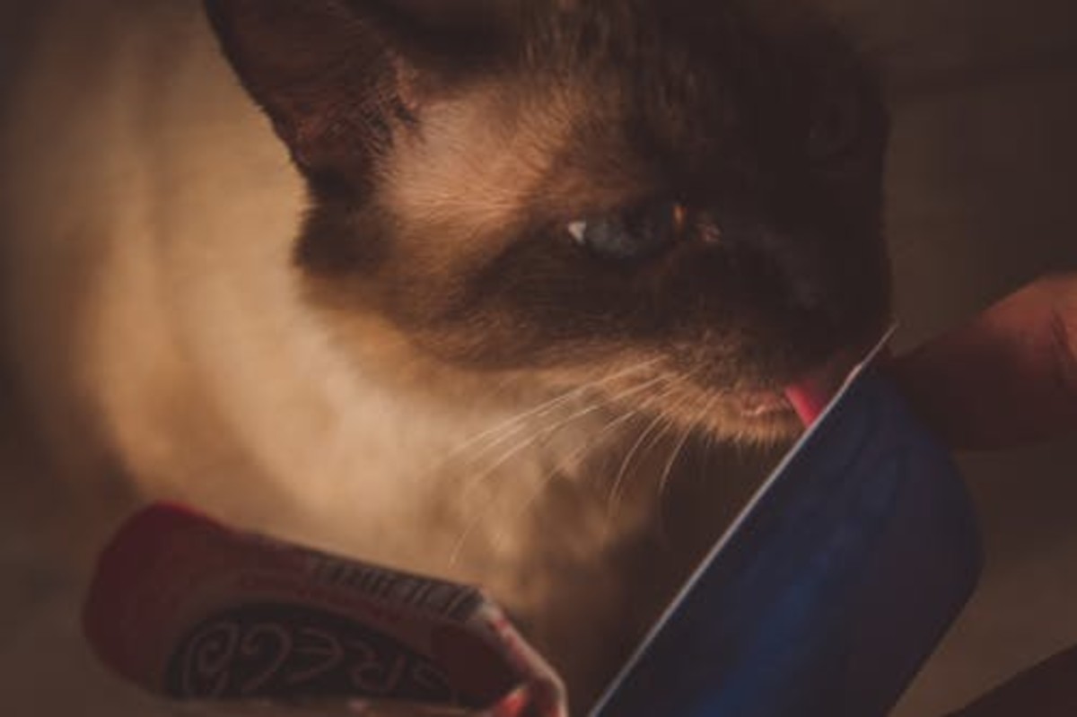 8 Odd Cat Quirks and What They Mean - HubPages