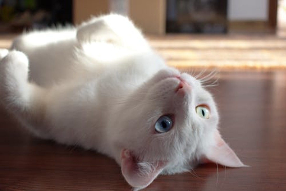 8 Odd Cat Quirks and What They Mean - HubPages