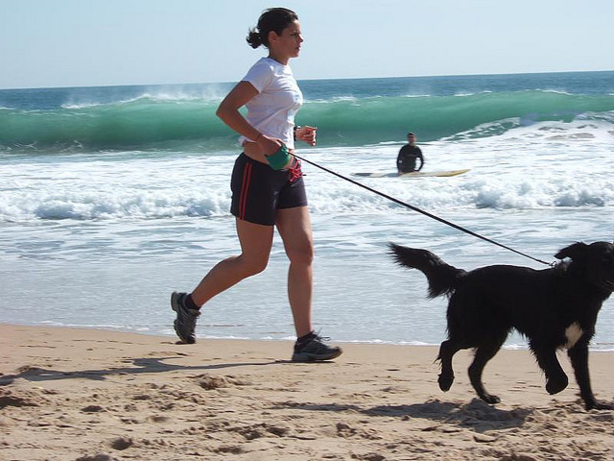 The Five Senses of Dogs Explained: What Your Pup Sees, Hears, Smells ...