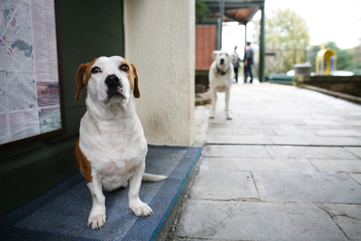 The Five Senses of Dogs Explained: What Your Pup Sees, Hears, Smells ...