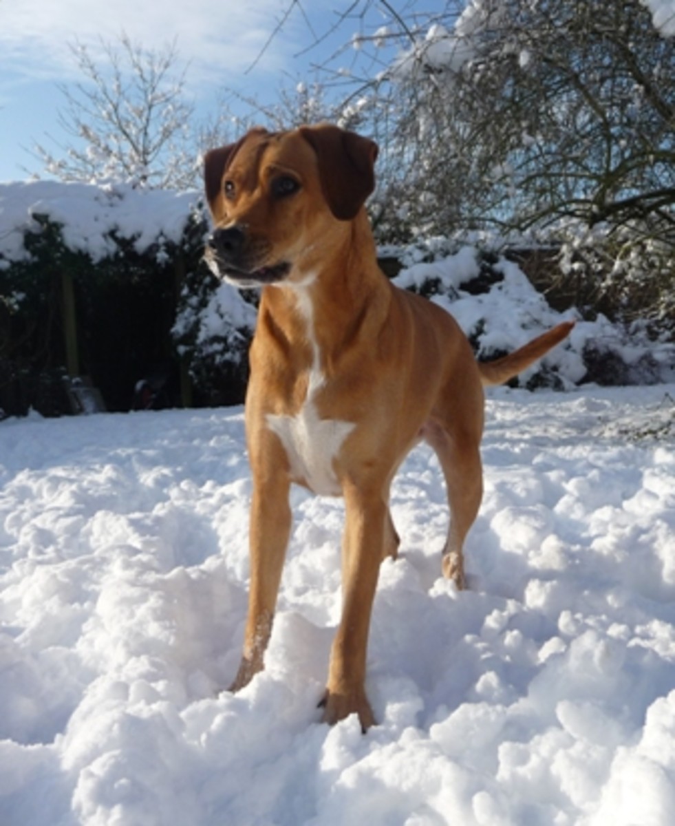 The Five Senses of Dogs Explained: What Your Pup Sees, Hears, Smells ...