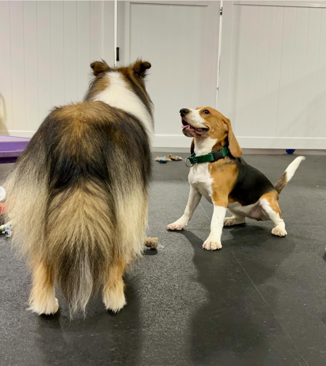 7 Best Companion Dogs for a Shetland Sheepdog - HubPages