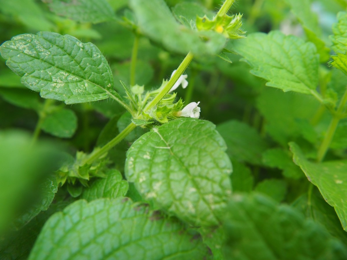 How to Grow Lemon Balm From a Seed - HubPages