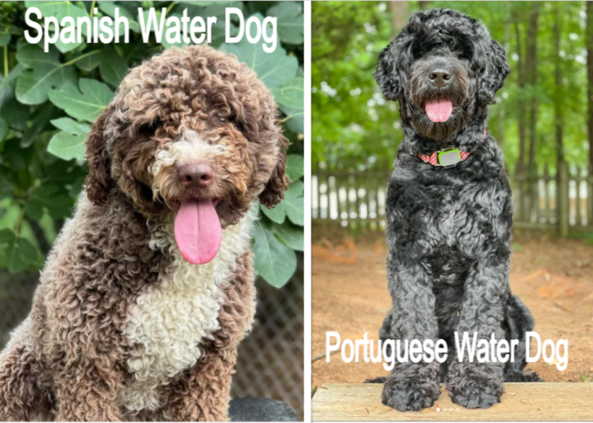 7 Best Companion Dogs for a Portuguese Water Dog - HubPages