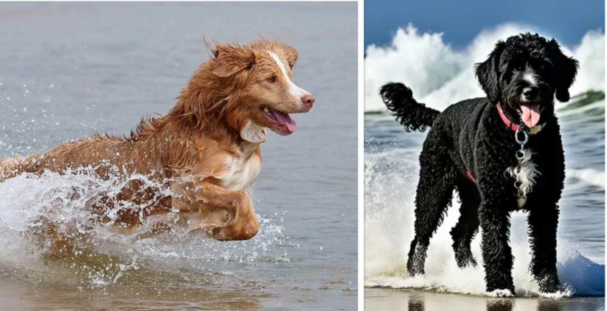 7 Best Companion Dogs for a Portuguese Water Dog - HubPages