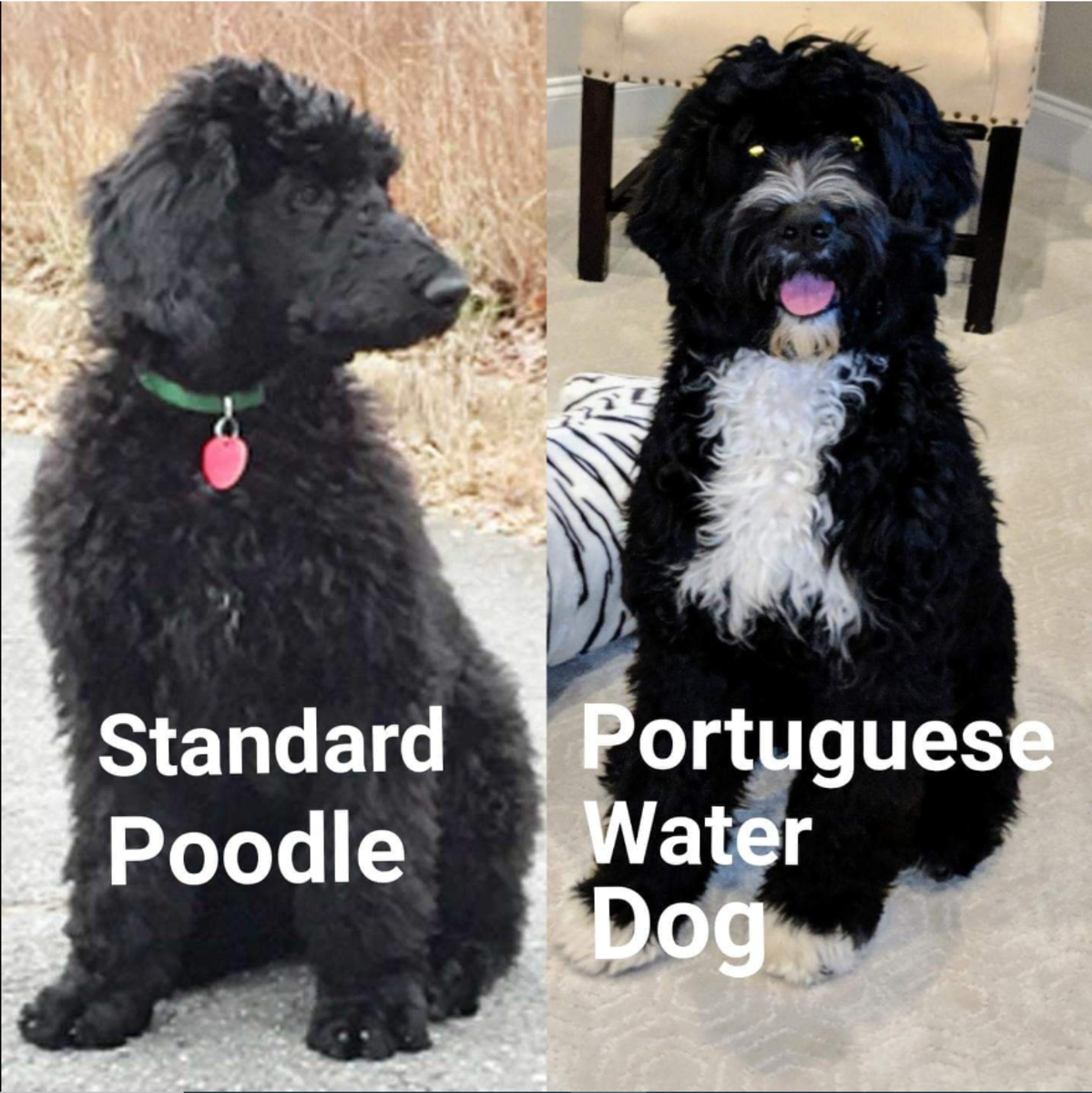 7 Best Companion Dogs for a Portuguese Water Dog - HubPages