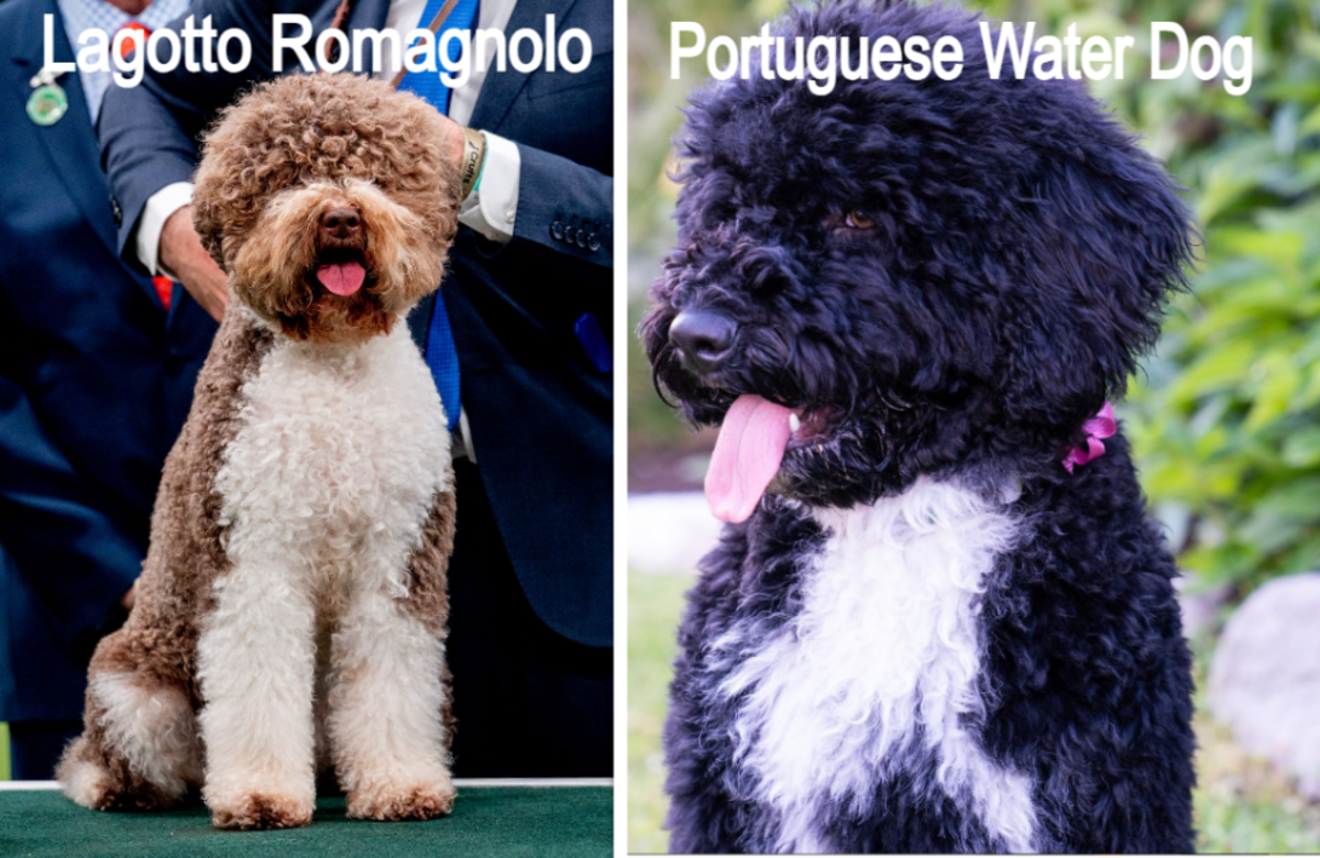 7 Best Companion Dogs for a Portuguese Water Dog - HubPages