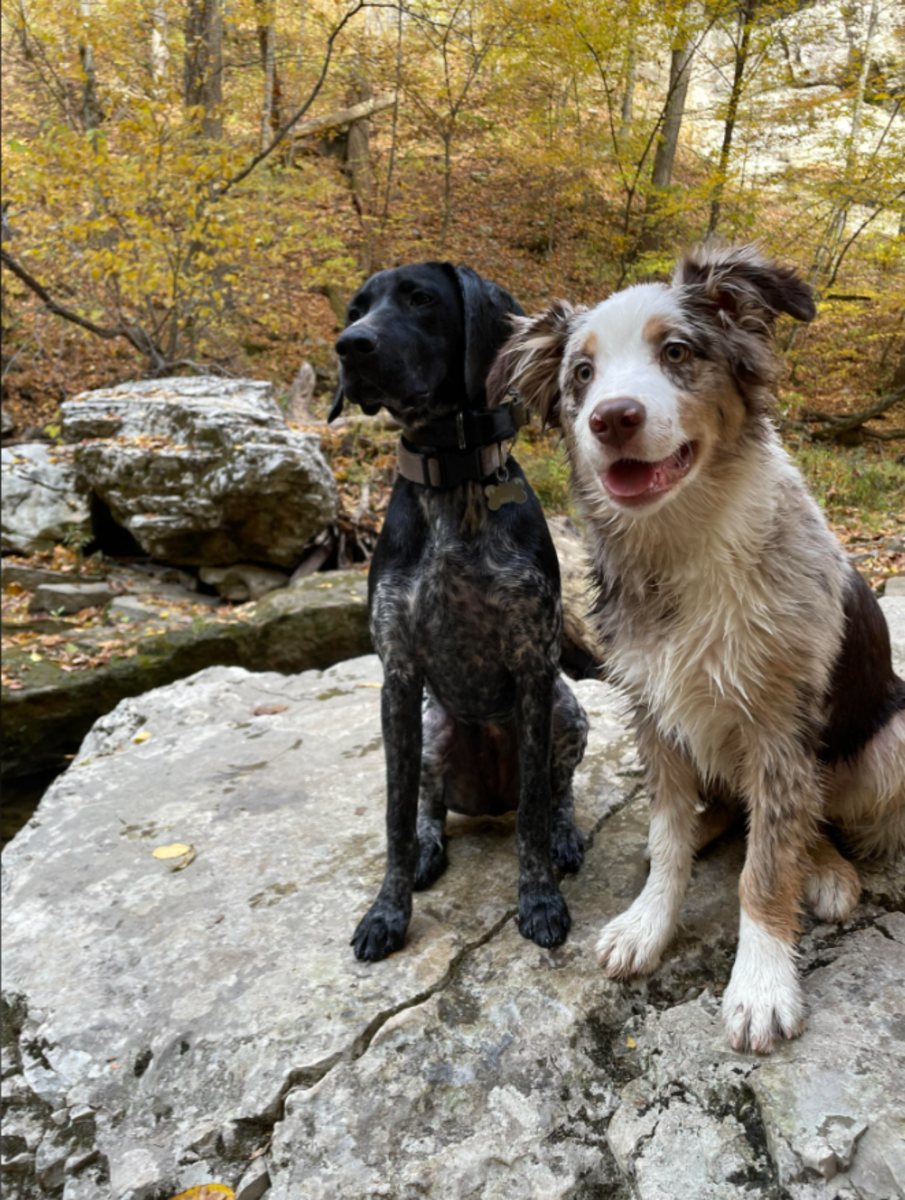 7 Best Companion Dogs for a German Shorthaired Pointer - HubPages