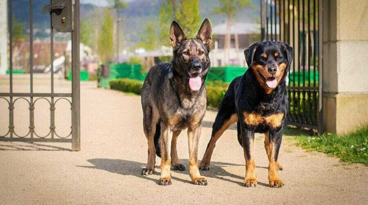 7 Best Companion Dogs For a Rottweiler - HubPages
