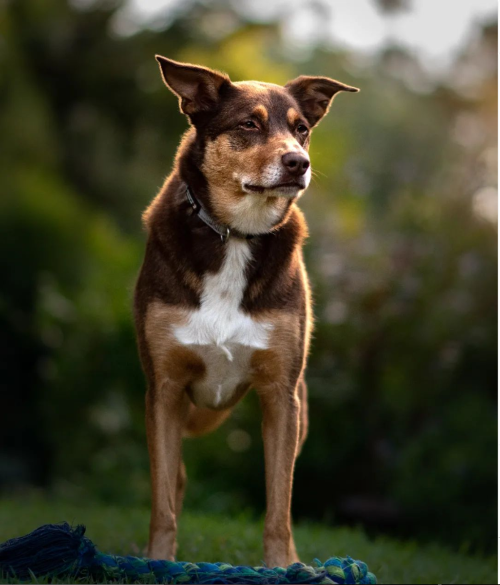 5 Herding Dog Breeds from Australia - HubPages