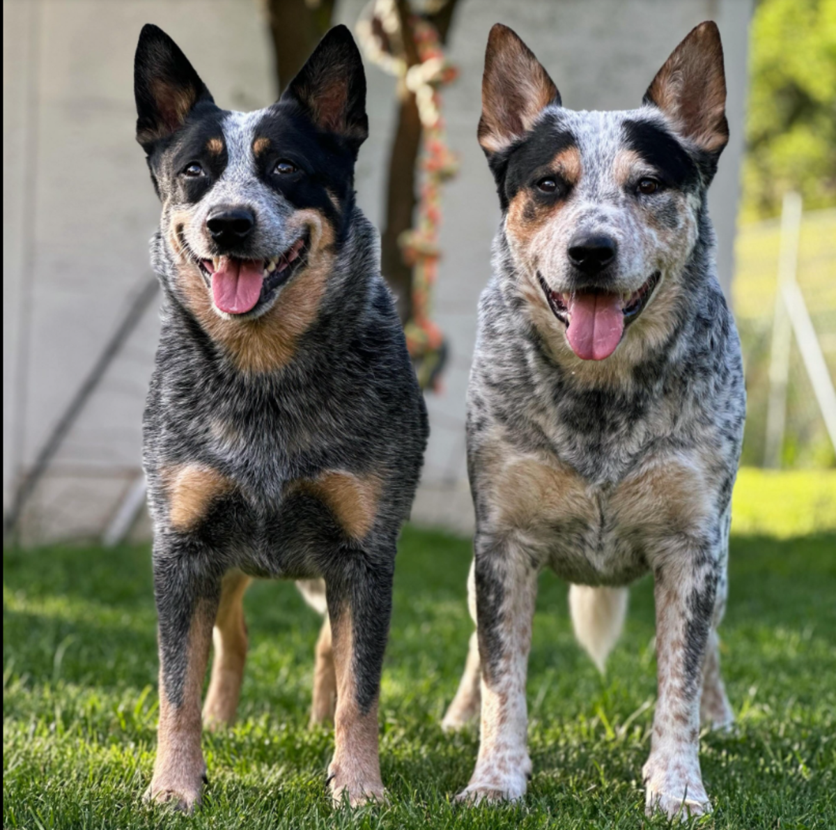 5 Herding Dog Breeds from Australia - HubPages