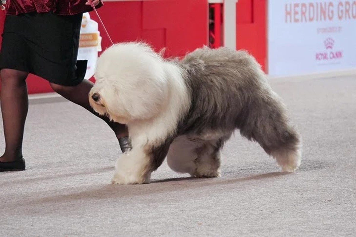 8 Herding Dog Breeds From The United Kingdom - HubPages