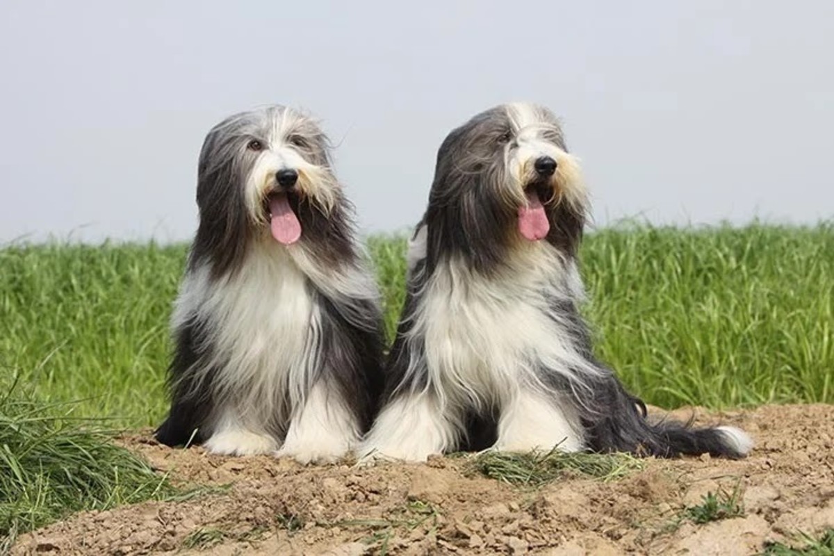 8 Herding Dog Breeds From The United Kingdom - HubPages