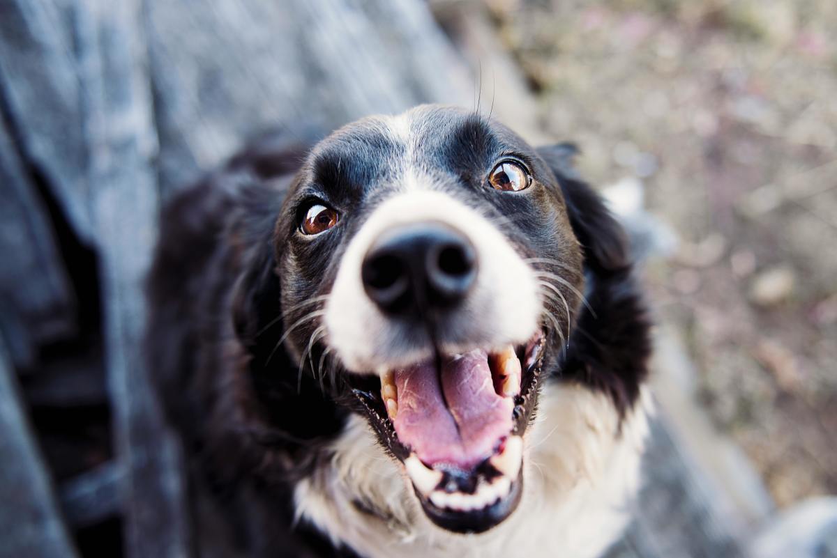 The Co-Evolution of Dogs and Humans - HubPages