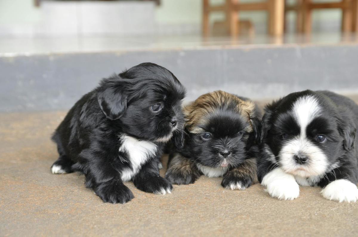 The Co-Evolution of Dogs and Humans - HubPages