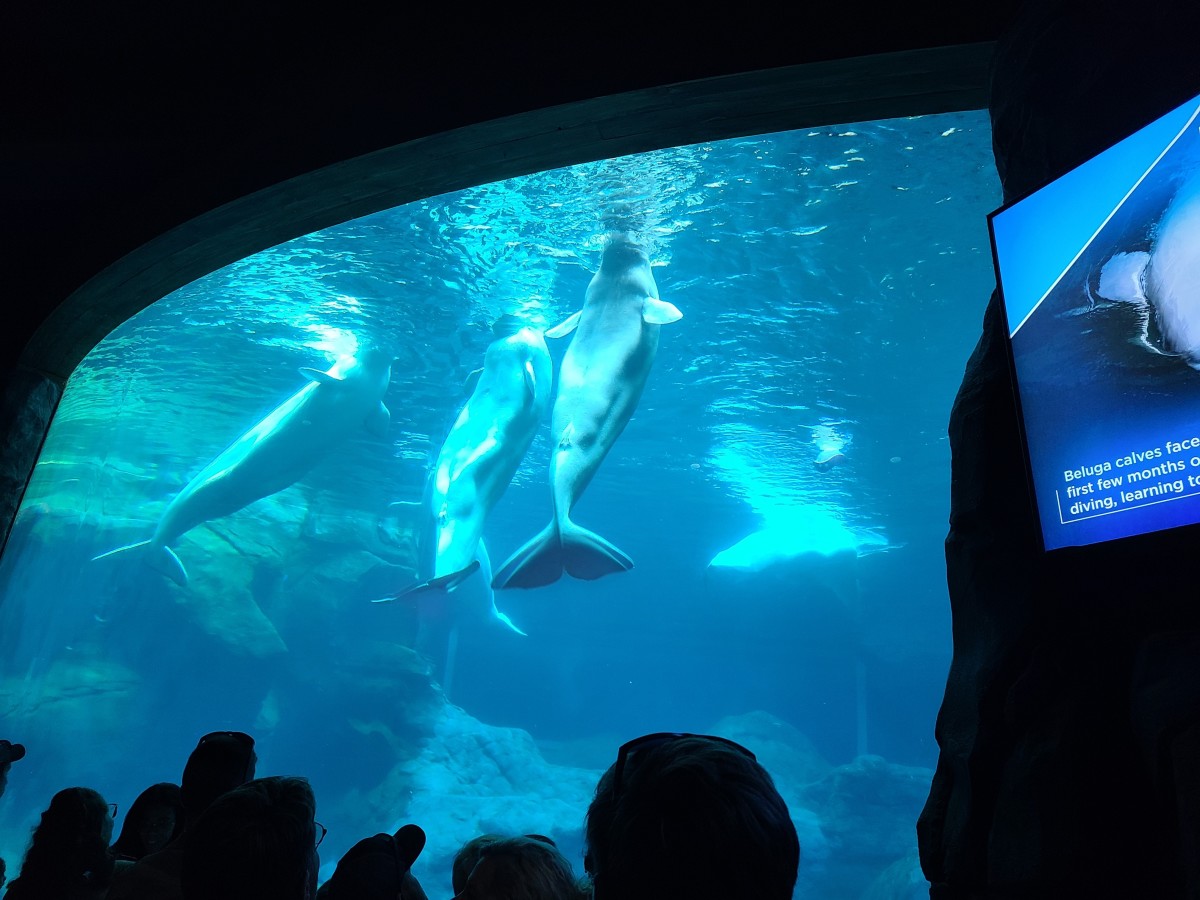 Kelly Tours Day Trip to the Georgia Aquatic Center in Atlanta - HubPages