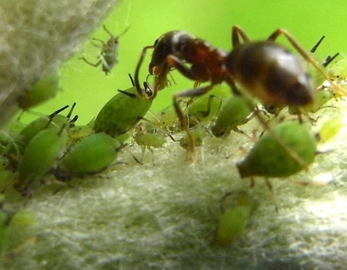 Amazing Ants:top 5 Interesting Facts About These Strong, Tiny Creatures ...