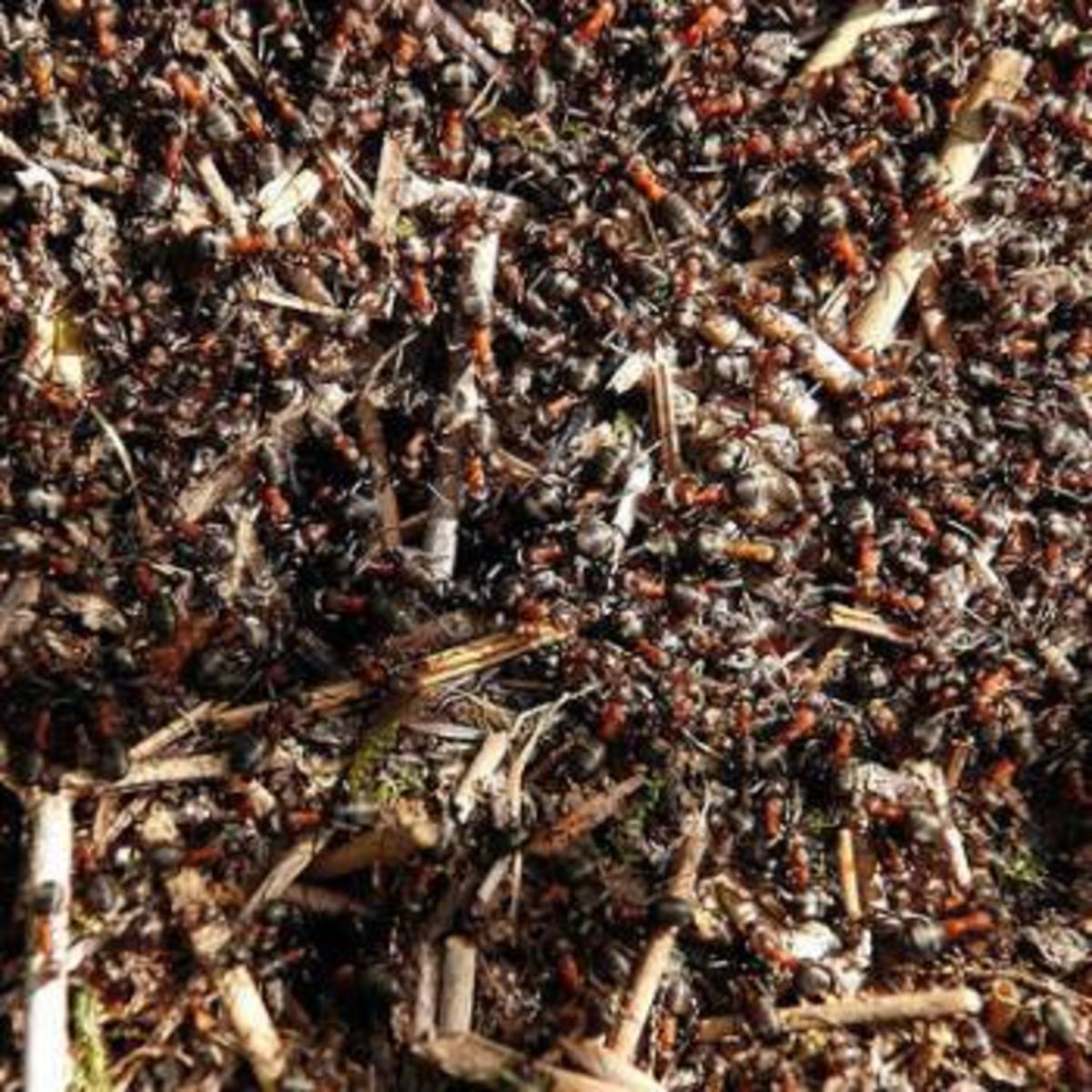 Amazing Ants:top 5 Interesting Facts About These Strong, Tiny Creatures ...