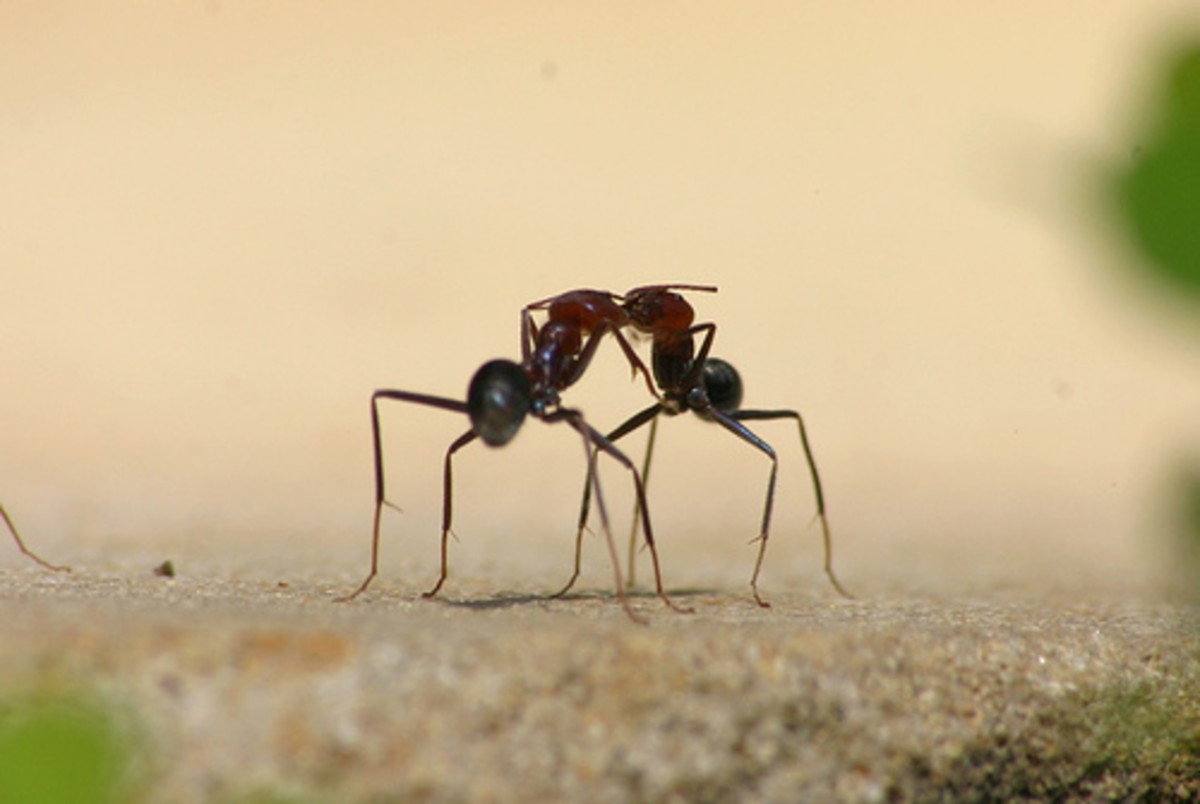 Amazing Ants:top 5 Interesting Facts About These Strong, Tiny Creatures ...