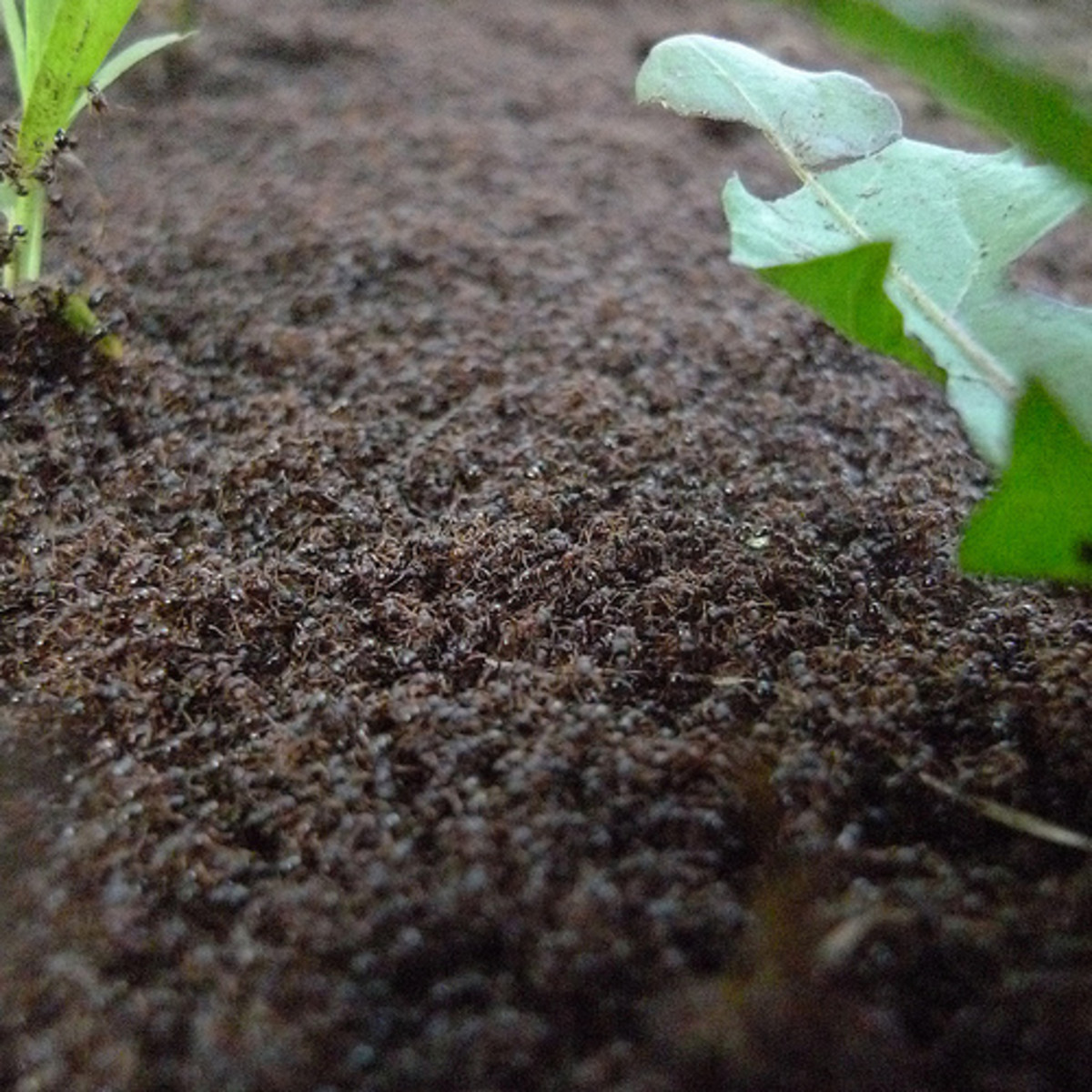 Amazing Ants:top 5 Interesting Facts About These Strong, Tiny Creatures ...