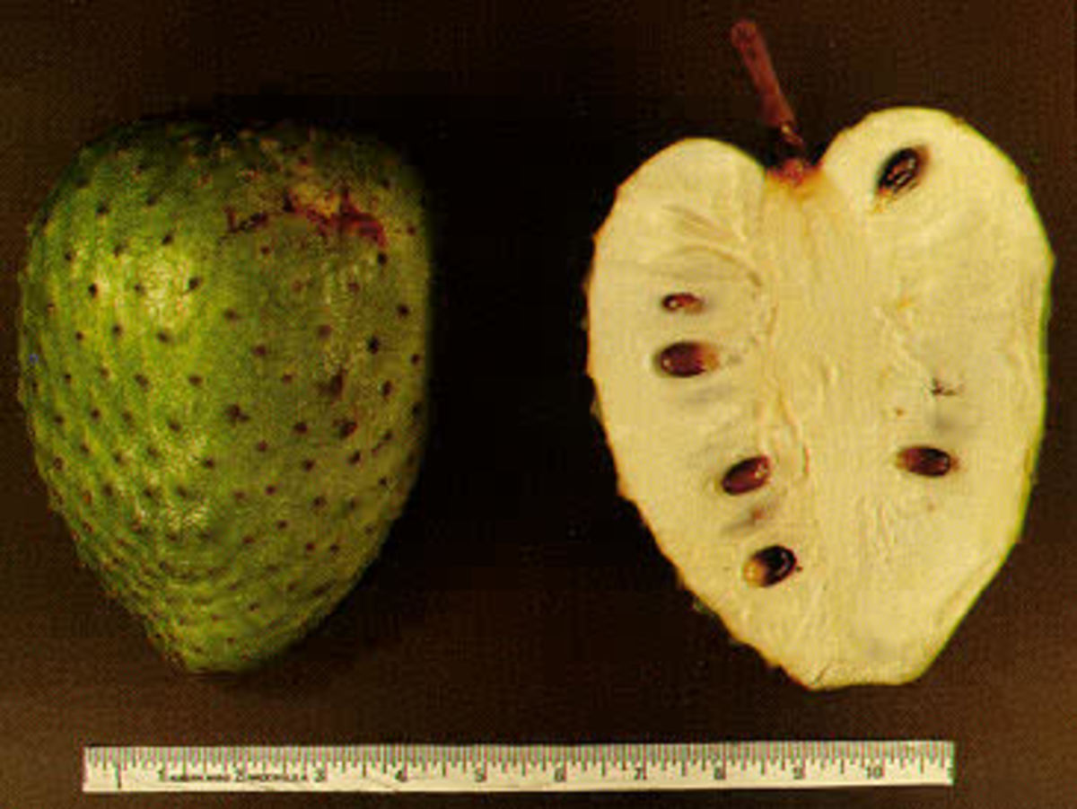 Soursop - A Cure For Cancer? - HubPages