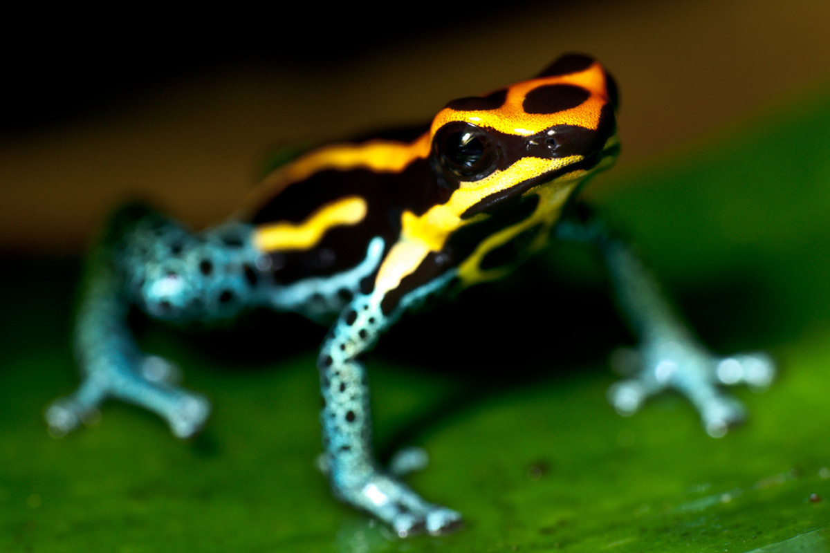 The Most Deadly Poisons in the World - HubPages