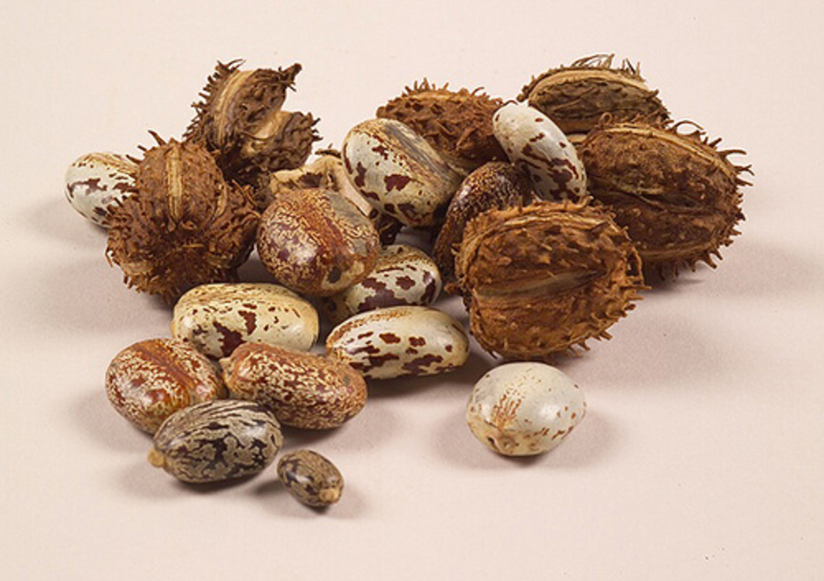 The Most Deadly Poisons in the World - HubPages