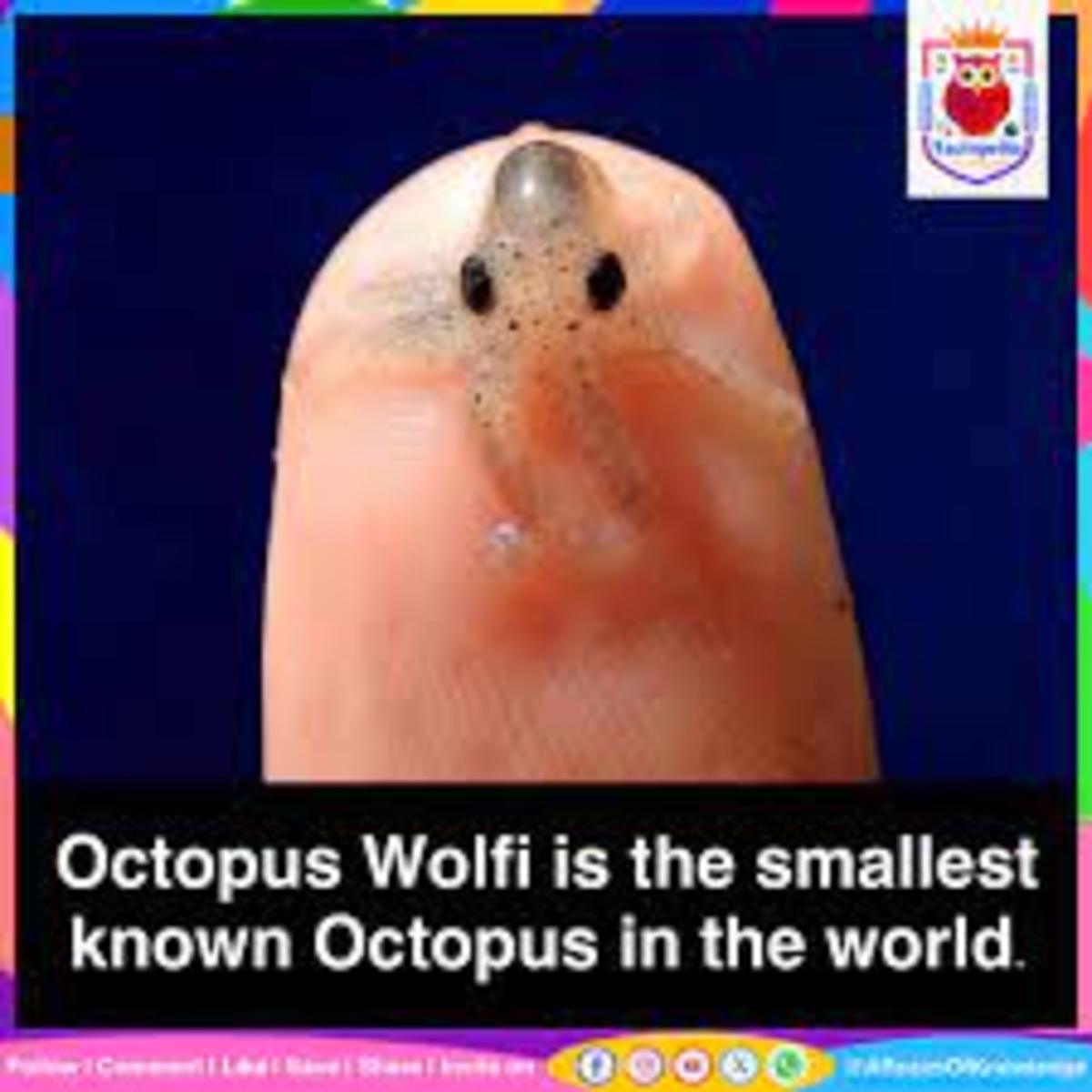 The Octopus: Older Than Dinosaurs, Elusive, and Intelligent! - HubPages